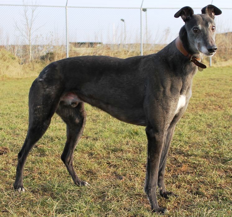 Five Rescue Dogs of the Week | Charity Choice Blog