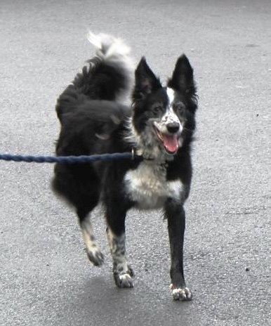 Five Rescue Dogs of the Week | Charity Choice Blog