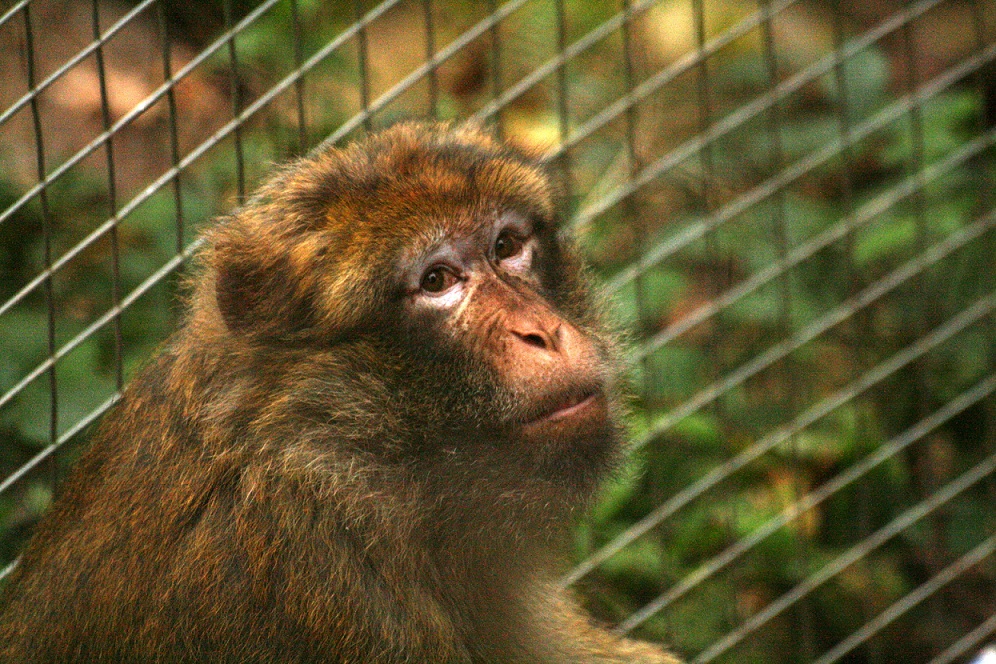 Charity Profile: Wild Futures and the primate pet trade | Charity ...