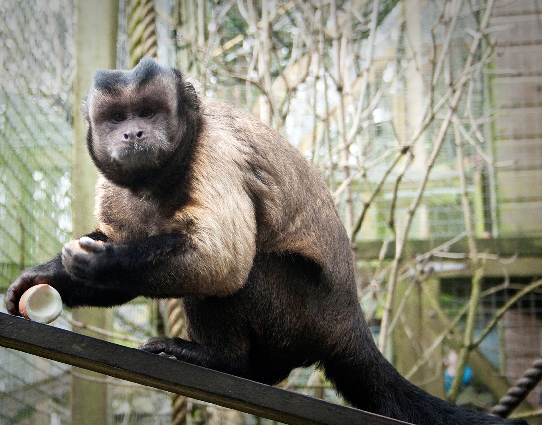 Charity Profile: Wild Futures and the primate pet trade | Charity ...