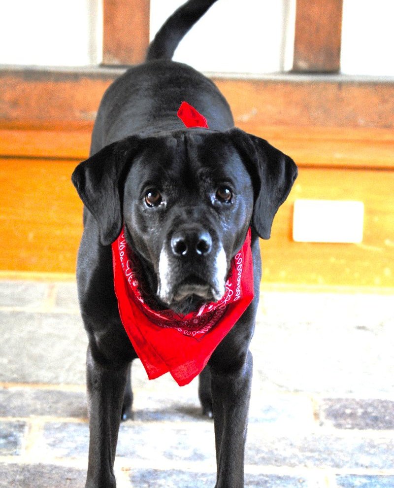 Rescue Dogs of the Week | Charity Choice Blog