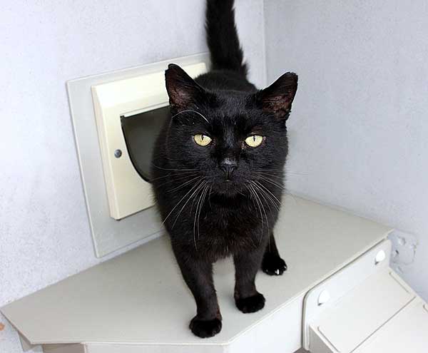 13 Black Rescue Cats for Friday the 13th! | Charity Choice Blog