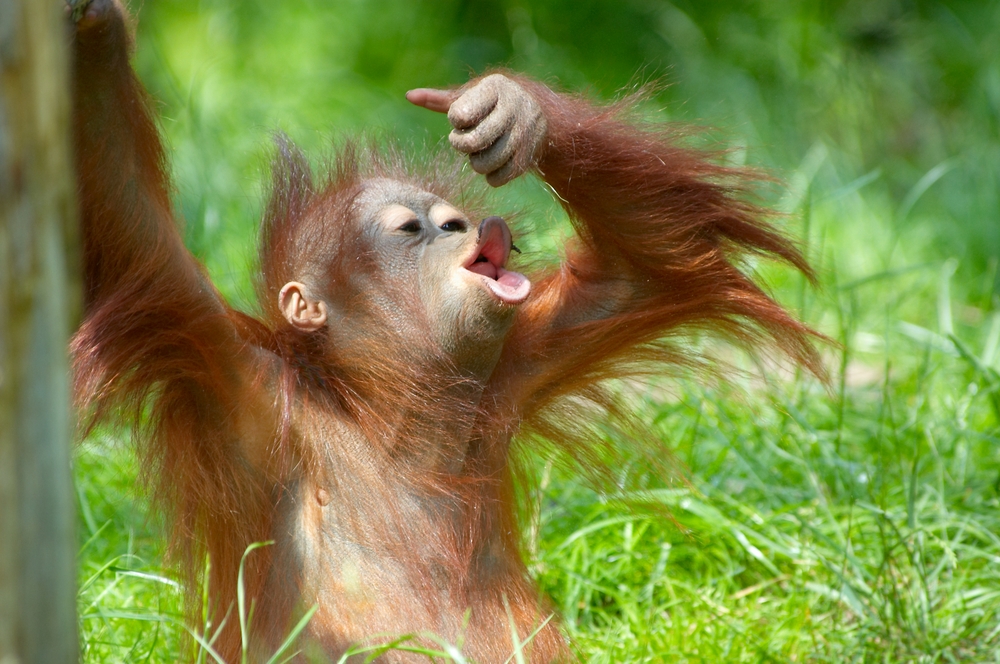 Protecting the orangutan | Charity Choice Blog