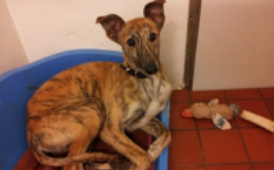 Animal Rescue Cumbria (the Wainwright Shelter) CIO - Leave a Legacy ...