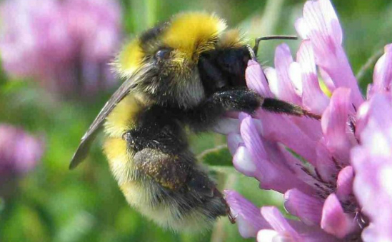 Bumblebee Conservation Trust | Wildlife Conservation - Environment ...
