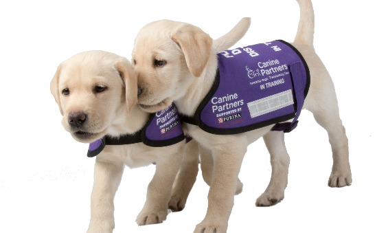 Canine Partners | Assistance Dogs - Animals Charities | Charity ...