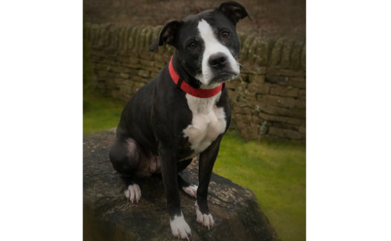 Pendle Dogs in Need | Animal Rescue, Centres & Homes - Animals ...