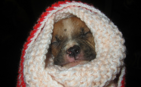 Pendle Dogs in Need | Animal Rescue, Centres & Homes - Animals ...