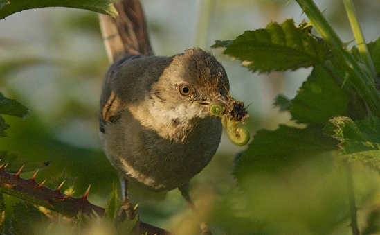 SongBird Survival | Endangered Animals & Wildlife Conservation ...