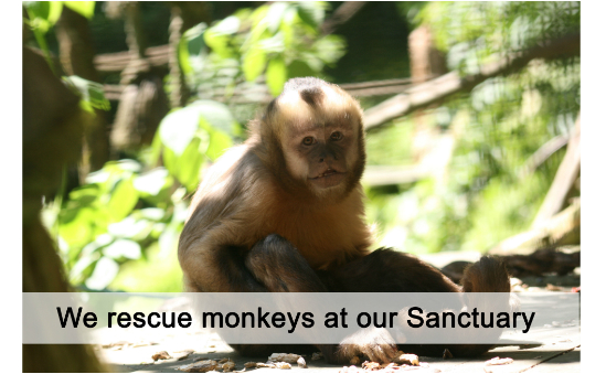 Wild Futures (The Monkey Sanctuary) | Endangered Animals & Wildlife ...