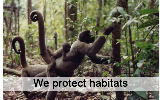 Wild Futures (The Monkey Sanctuary) | Endangered Animals & Wildlife ...