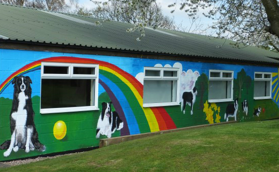 Border Collie Trust GB | Animal Rescue, Centres & Homes - Animals ...