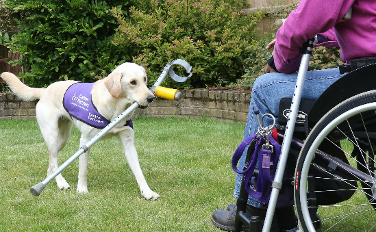 Canine Partners | Assistance Dogs - Animals Charities | Charity ...