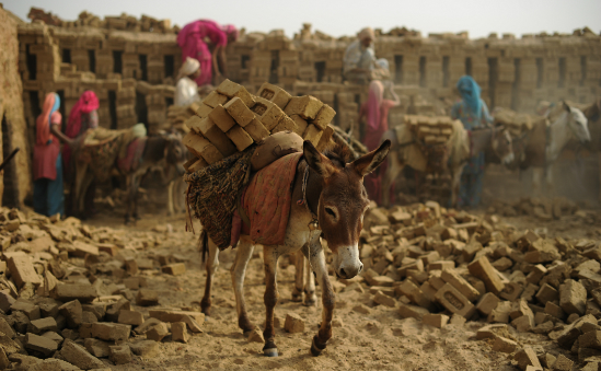 The Donkey Sanctuary | - Charities | Charity Directory - Charity Choice