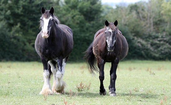 Windsor Horse Rangers Limited | Other - Children & Youth Charities ...