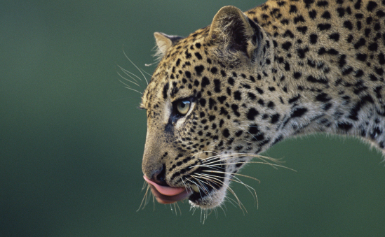 WWF-UK | Endangered Animals & Wildlife Conservation - Animals Charities ...